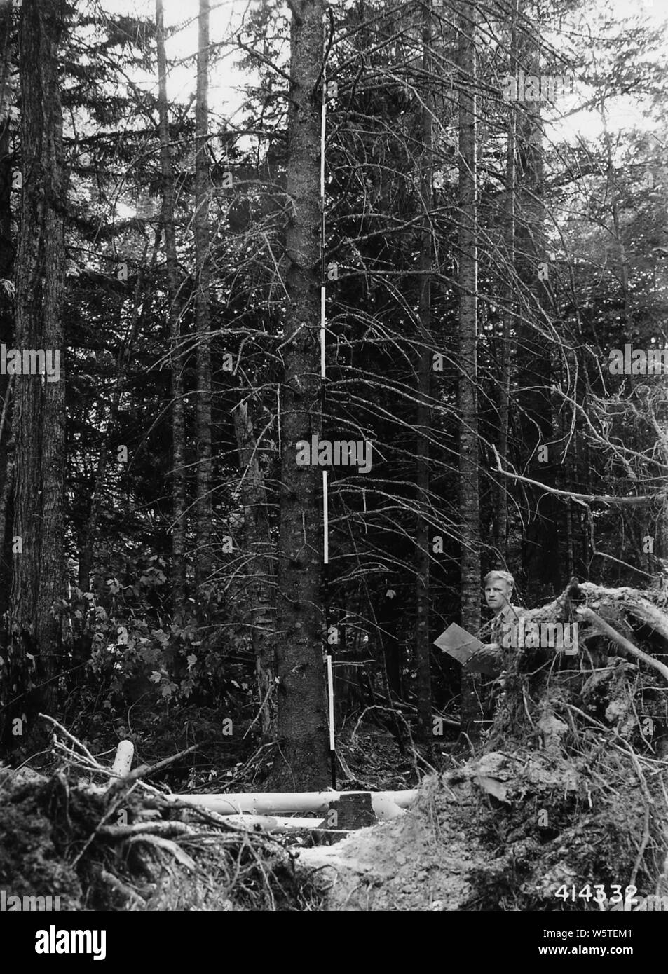 Photograph of Bole of White Spruce Tree; Scope and content: Original ...