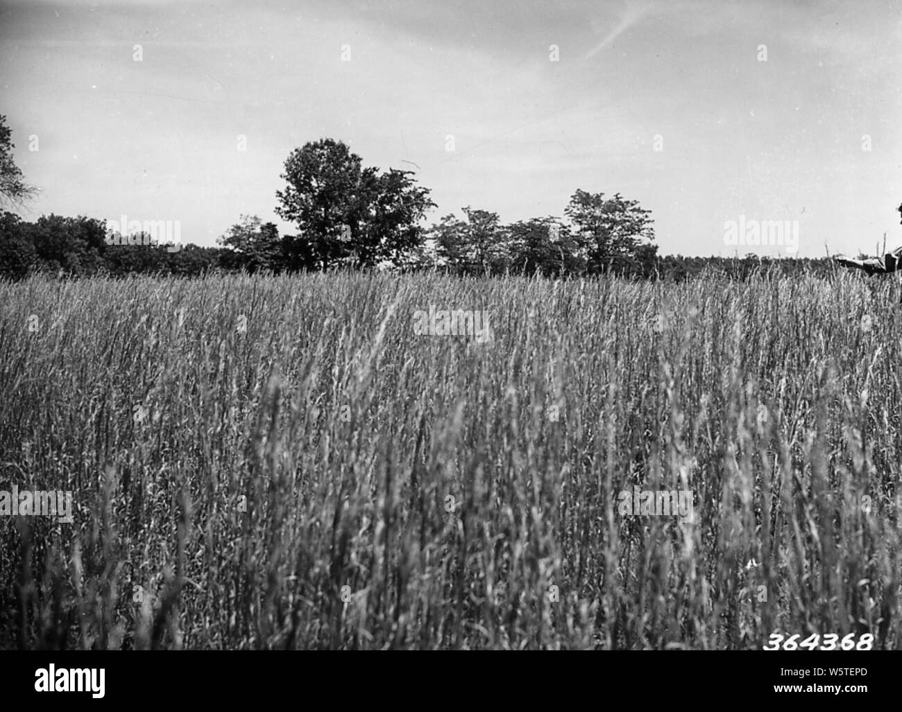 Photograph of Broom Sedge Grass; Scope and content: Original caption ...