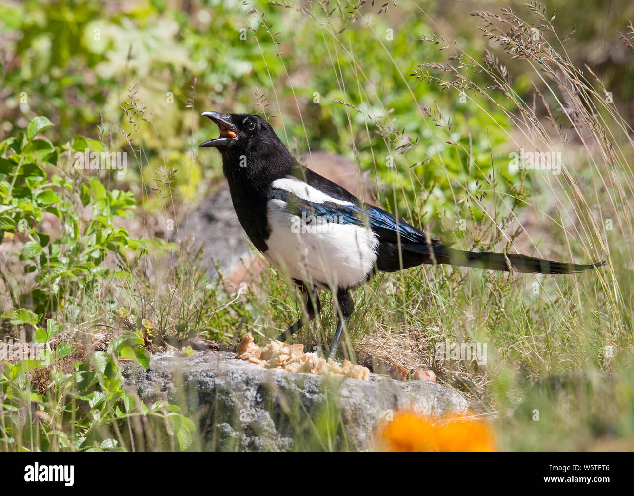 MAGPIE with his mouth full of food Stock Photo - Alamy