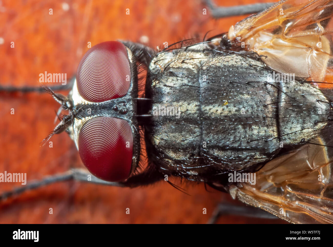 Macro Photography of Housefly on Wooden Floor Stock Photo - Alamy