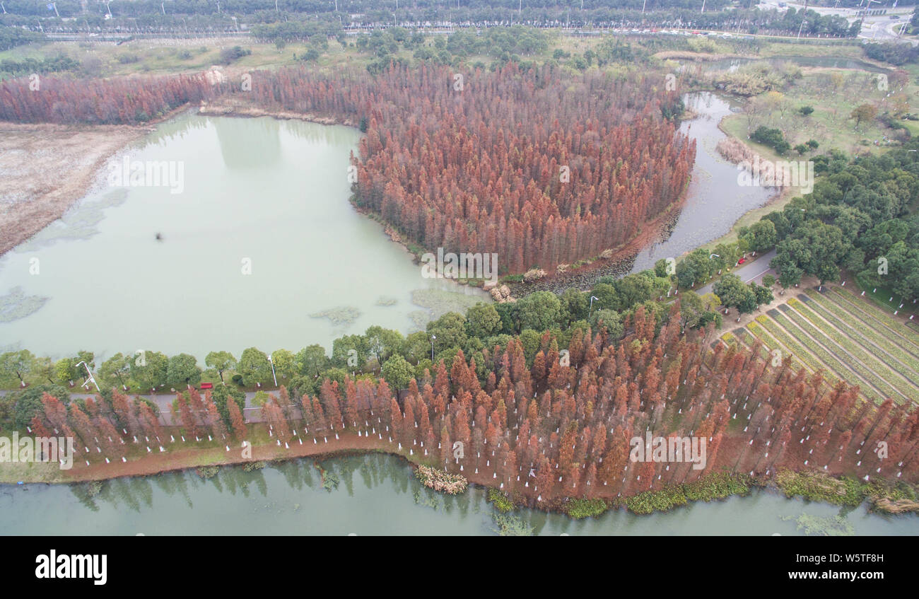 Redwood forest hi-res stock photography and images - Alamy