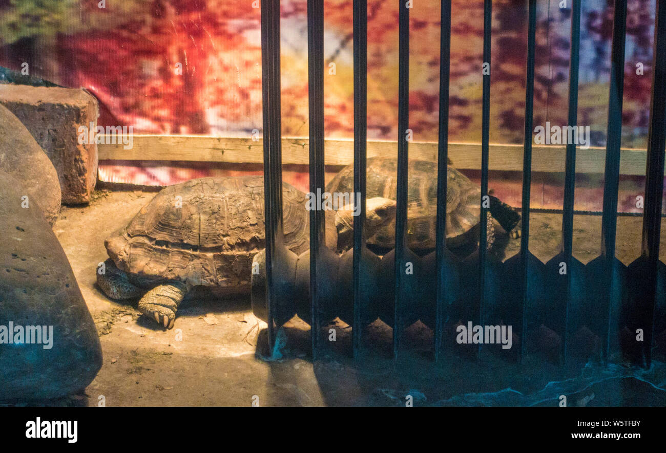 Heaters are placed in the enclosure of tortoise to warm up turtles at ...