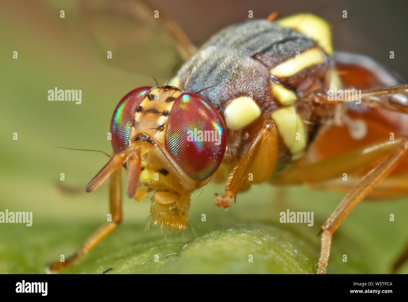 Macro Photography of Wasp Mimic Fly on Leaf Stock Photo - Alamy