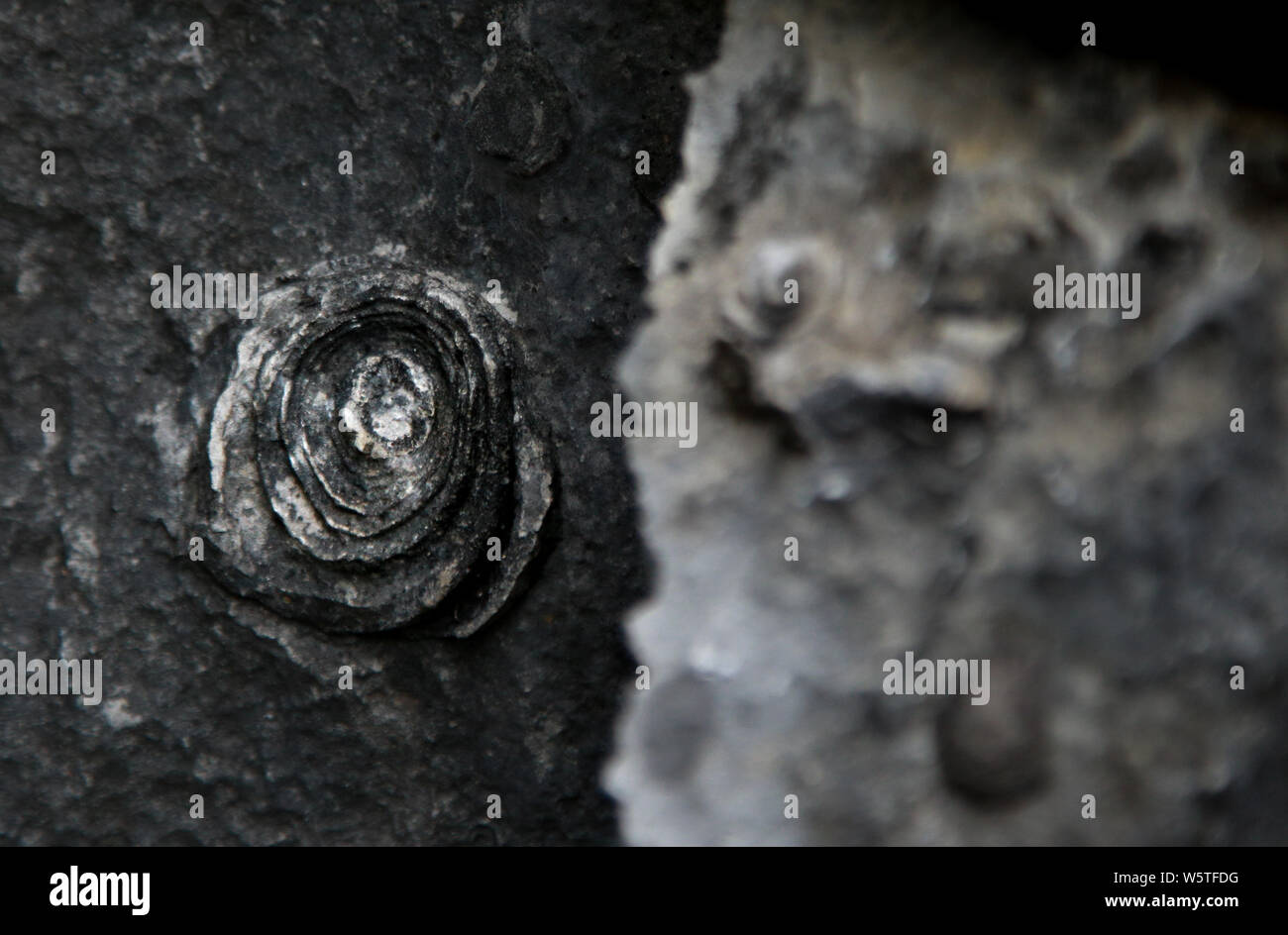 The "stone flowers", which are chert nodules, blossom at the Changshou ...