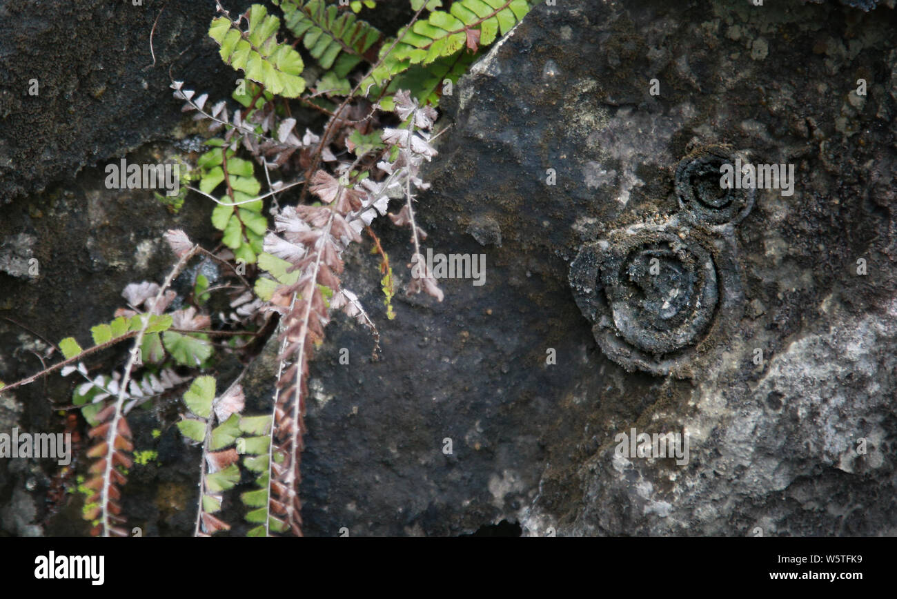 The "stone flowers", which are chert nodules, blossom at the Changshou ...