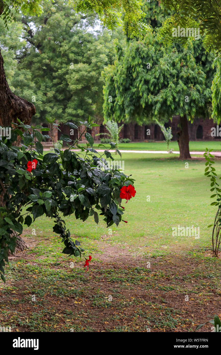 Blossoming bush in Lodhi Gardens of New Delhi, Indian Stock Photo - Alamy