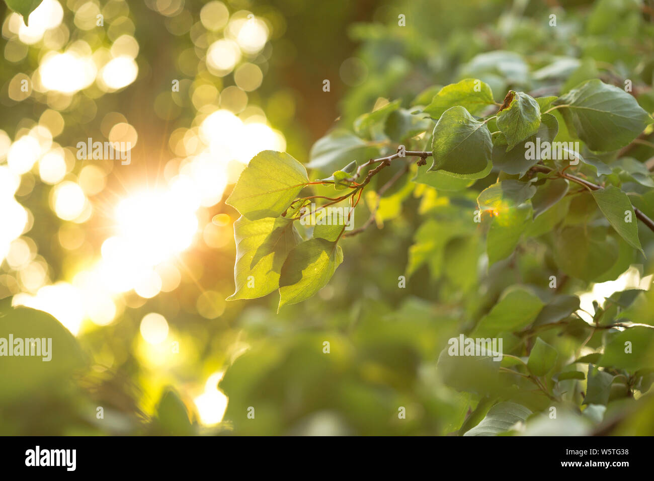 Maturing tree fruit hi-res stock photography and images - Alamy