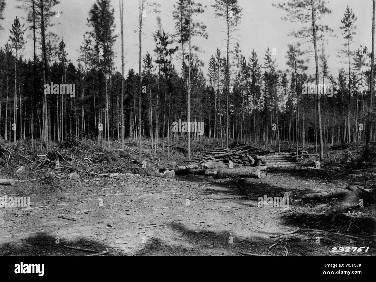 Photograph of Commercial Cut Plot 109 from Southwest Corner; Scope and ...