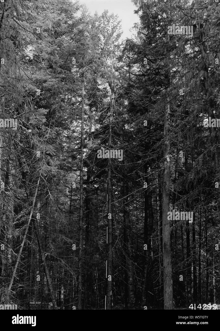 Photograph of Crown of Black Spruce Tree; Scope and content: Original ...