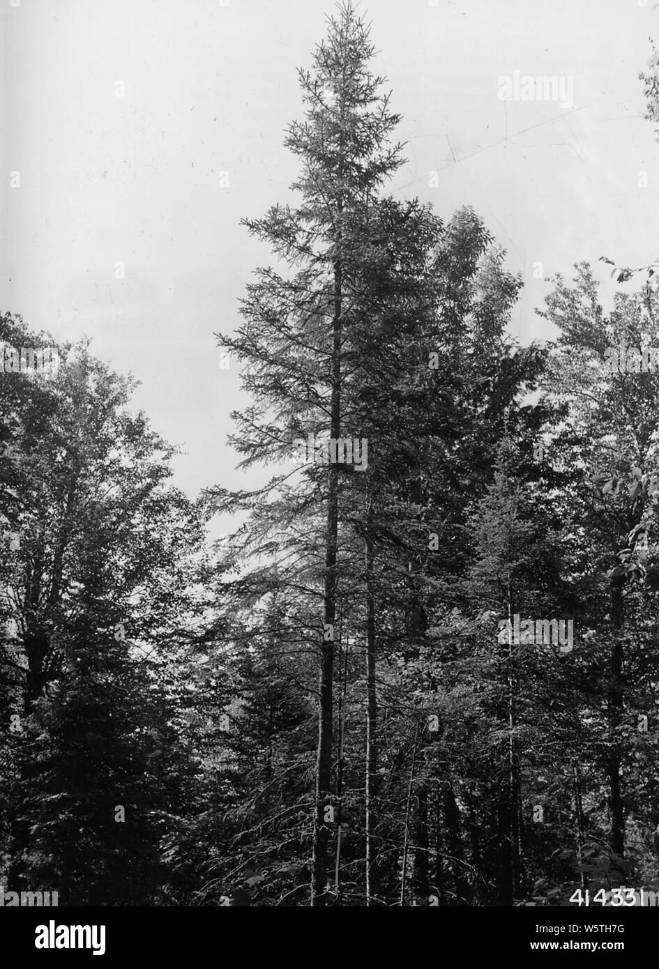 Photograph of Crown of White Spruce Tree; Scope and content: Original ...
