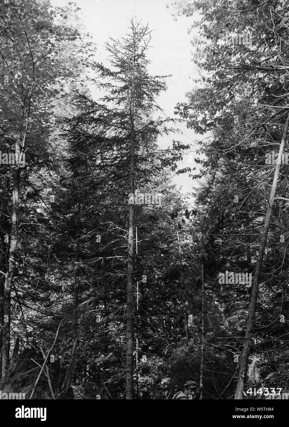 Photograph of Crown of White Spruce Tree; Scope and content: Original ...