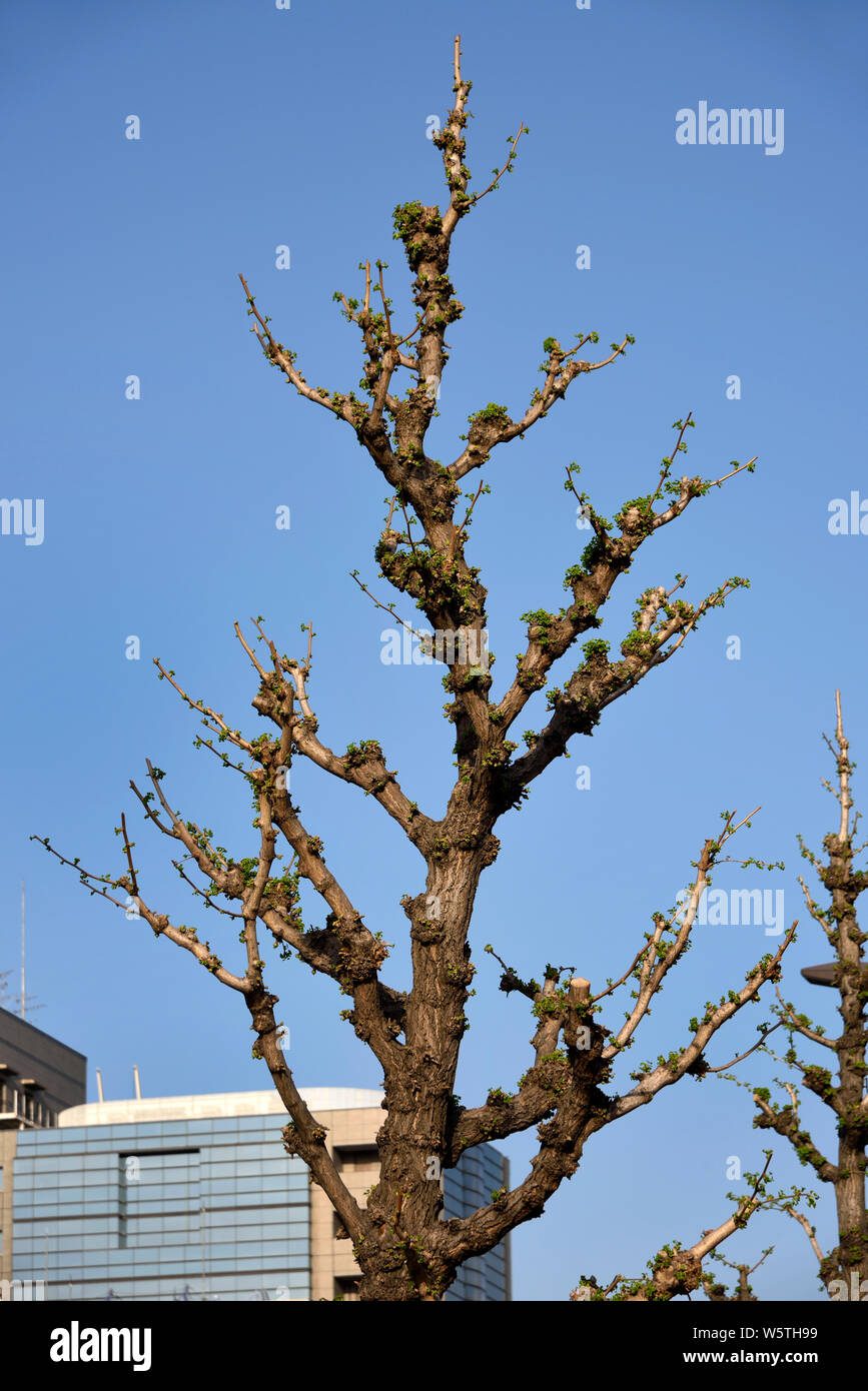 Ginko tree hi-res stock photography and images - Alamy
