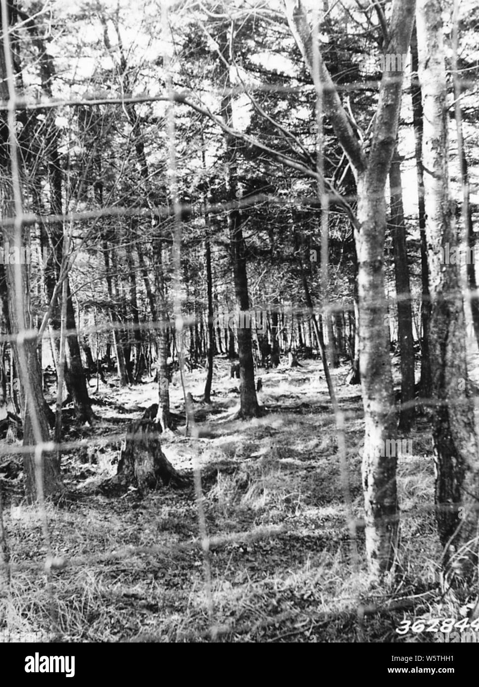Photograph of Deer Pen; Scope and content: Original caption: Deer pen ...