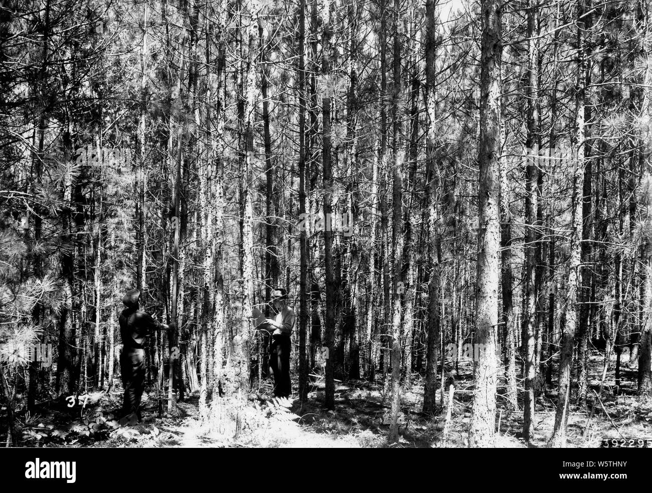 Photograph of Dense Stand of Unthinned Red and Jack Pine; Scope and ...