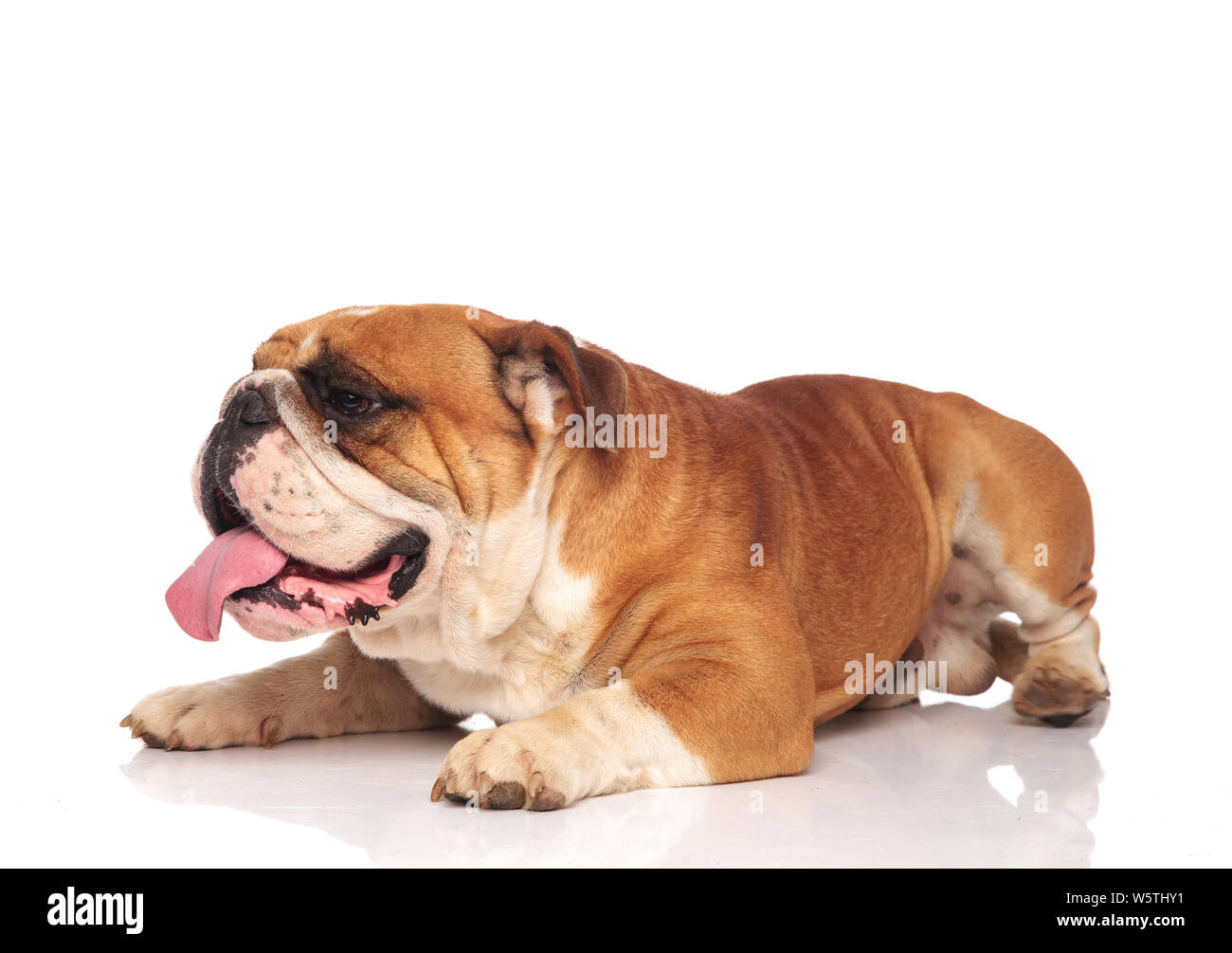 side view of adorable lying english bulldog with tongue exposed on ...