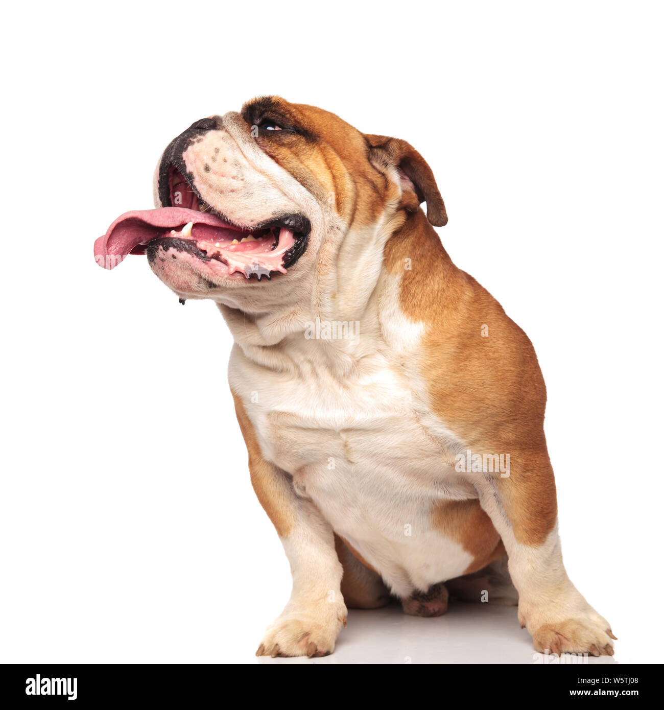 lovely seated english bulldog looks up to side while panting on white ...