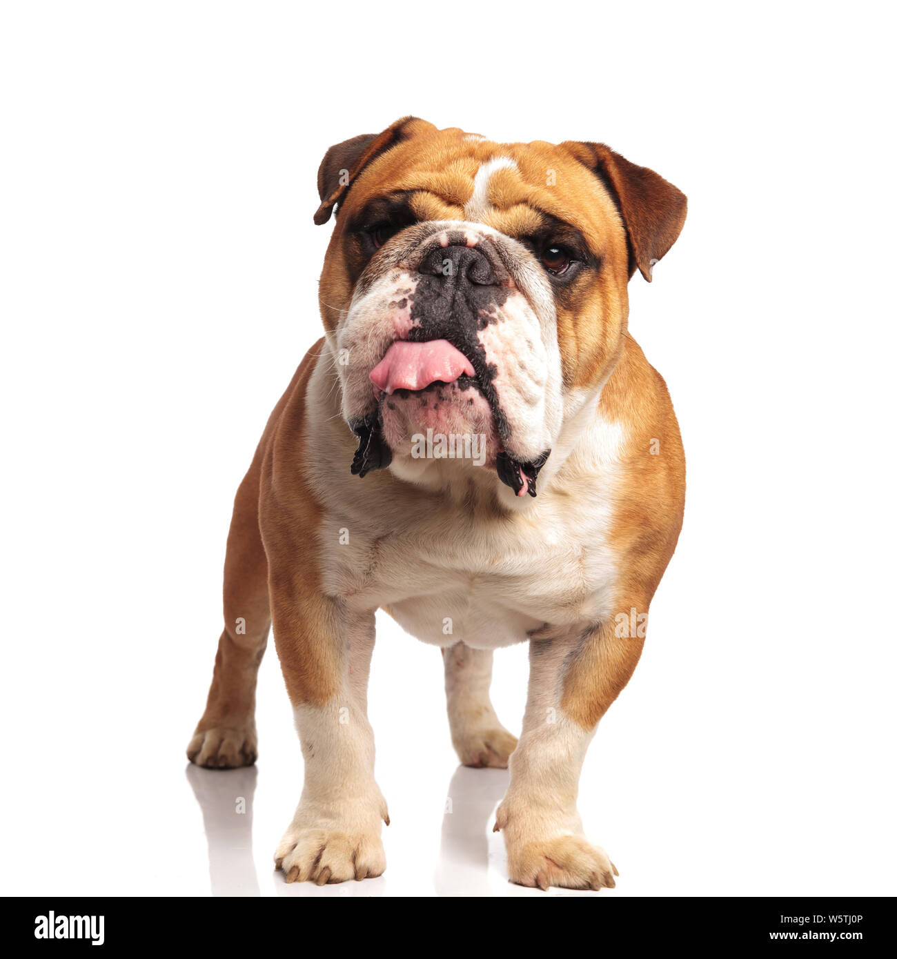 lovely english bulldog standing and panting while looking tos ide Stock ...