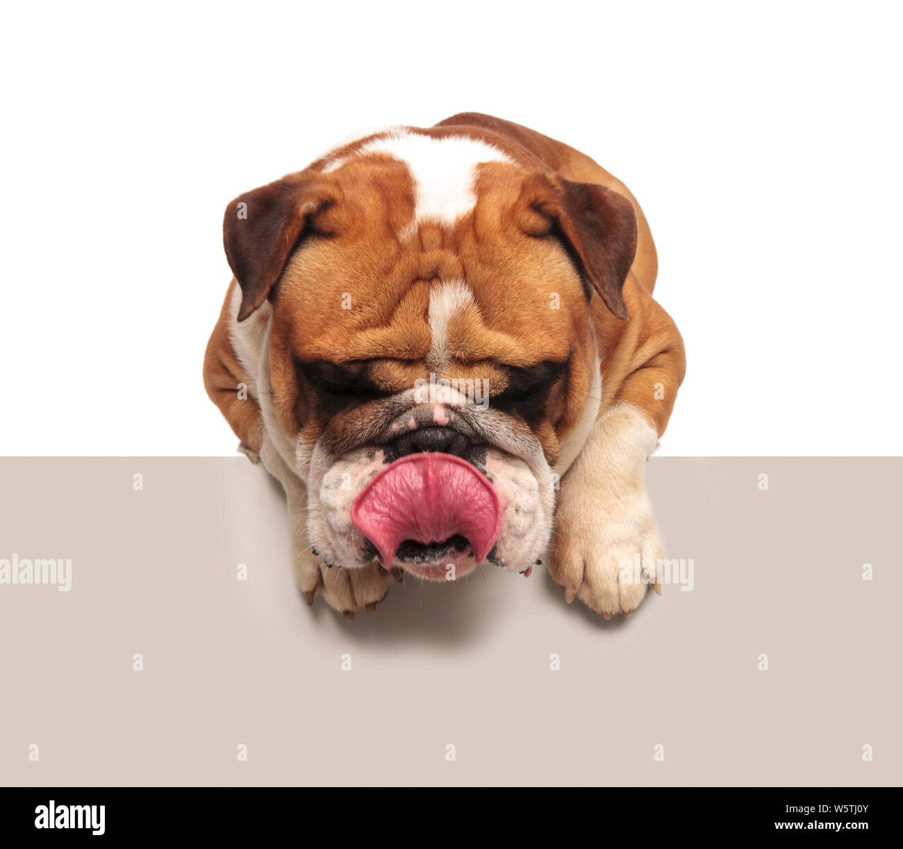 curious english bulldog looks down over edge while lying on white ...