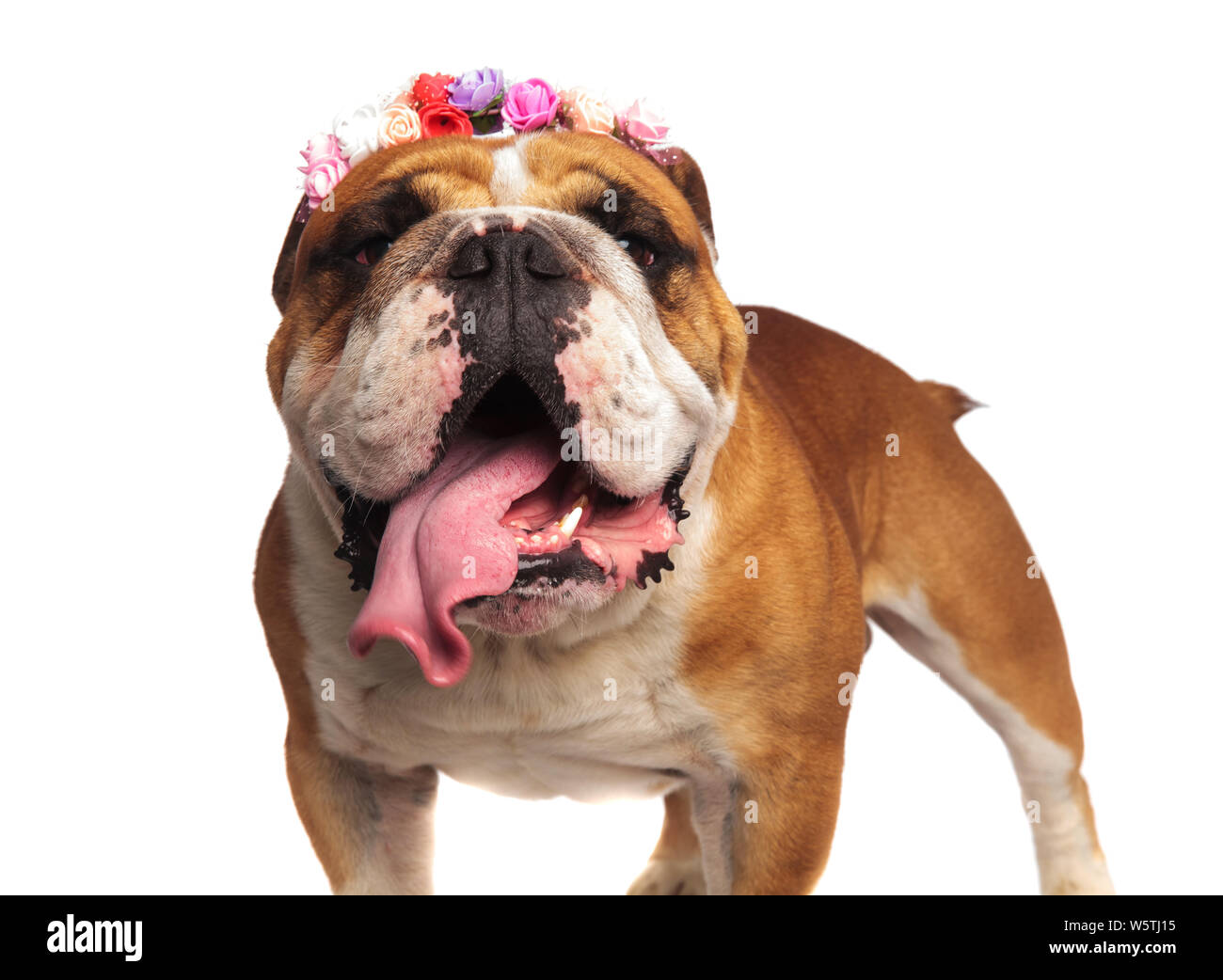 close up of lovely english bulldog with spring crown panting while ...