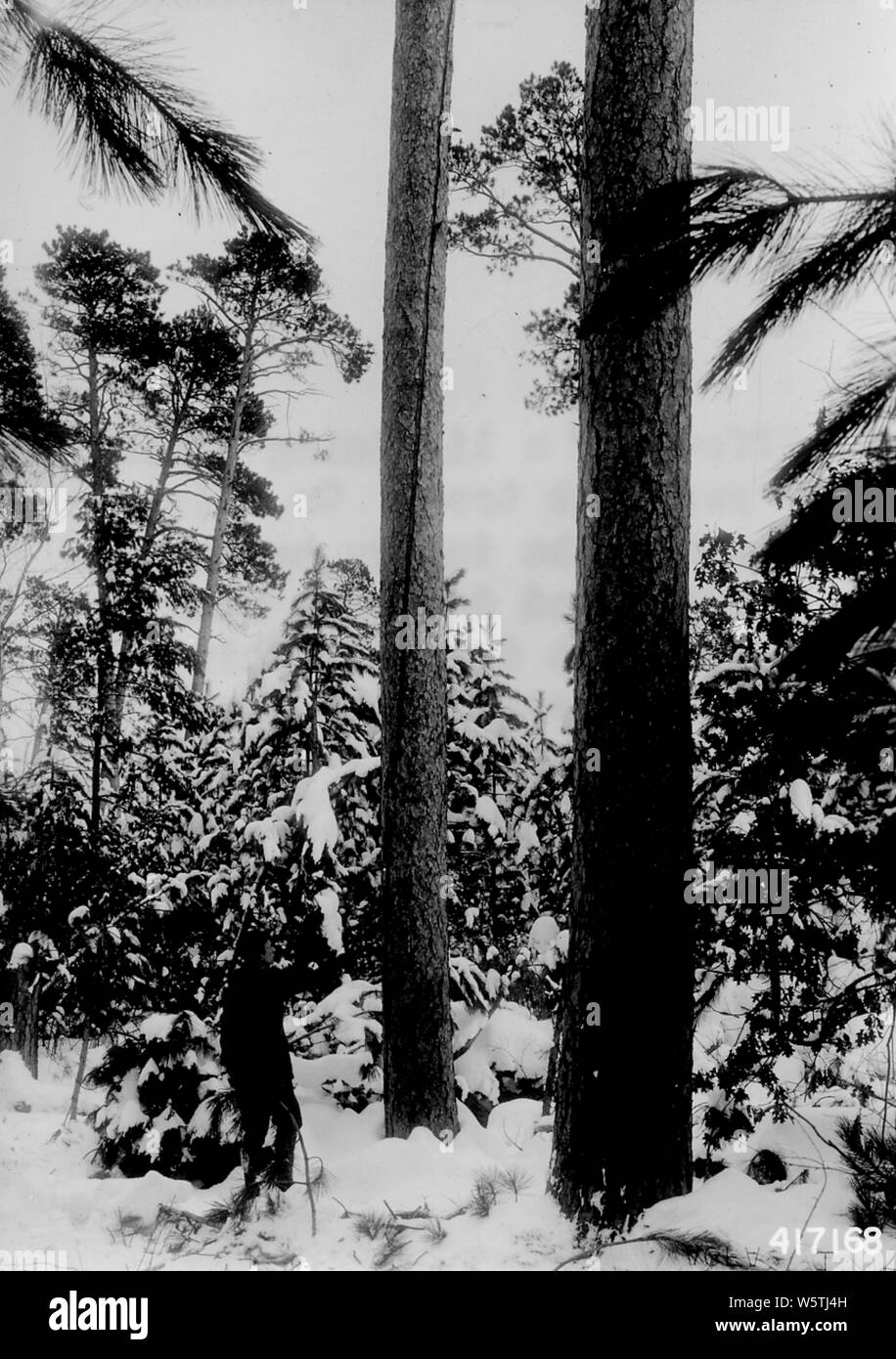 Photograph of Effect of a Lightning Strike on a Red Pine Tree; Scope ...