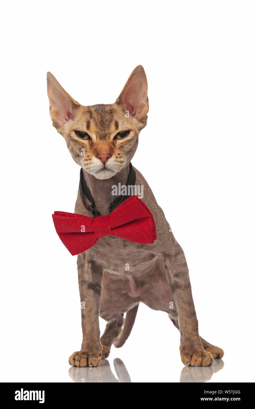funny grumpy metis cat with red bowtie standing on white background ...
