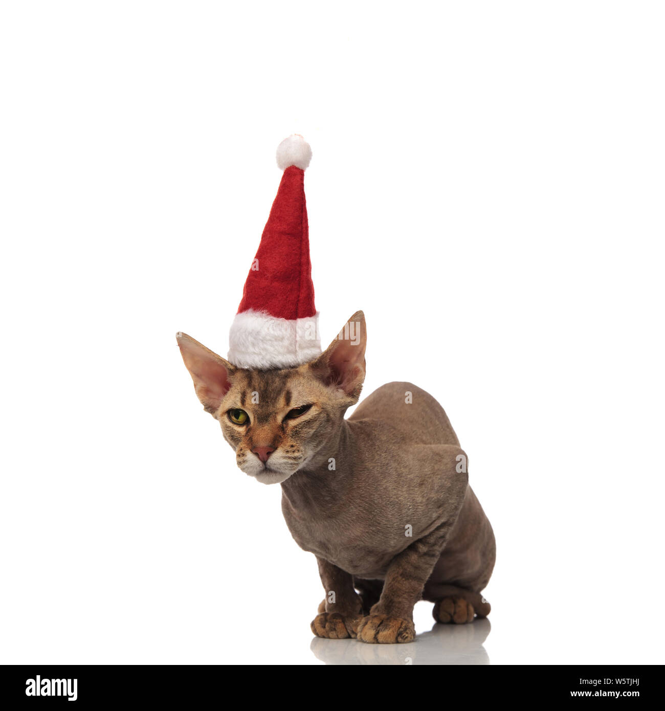 funny seated metis cat with santa cap looks to side on white background ...