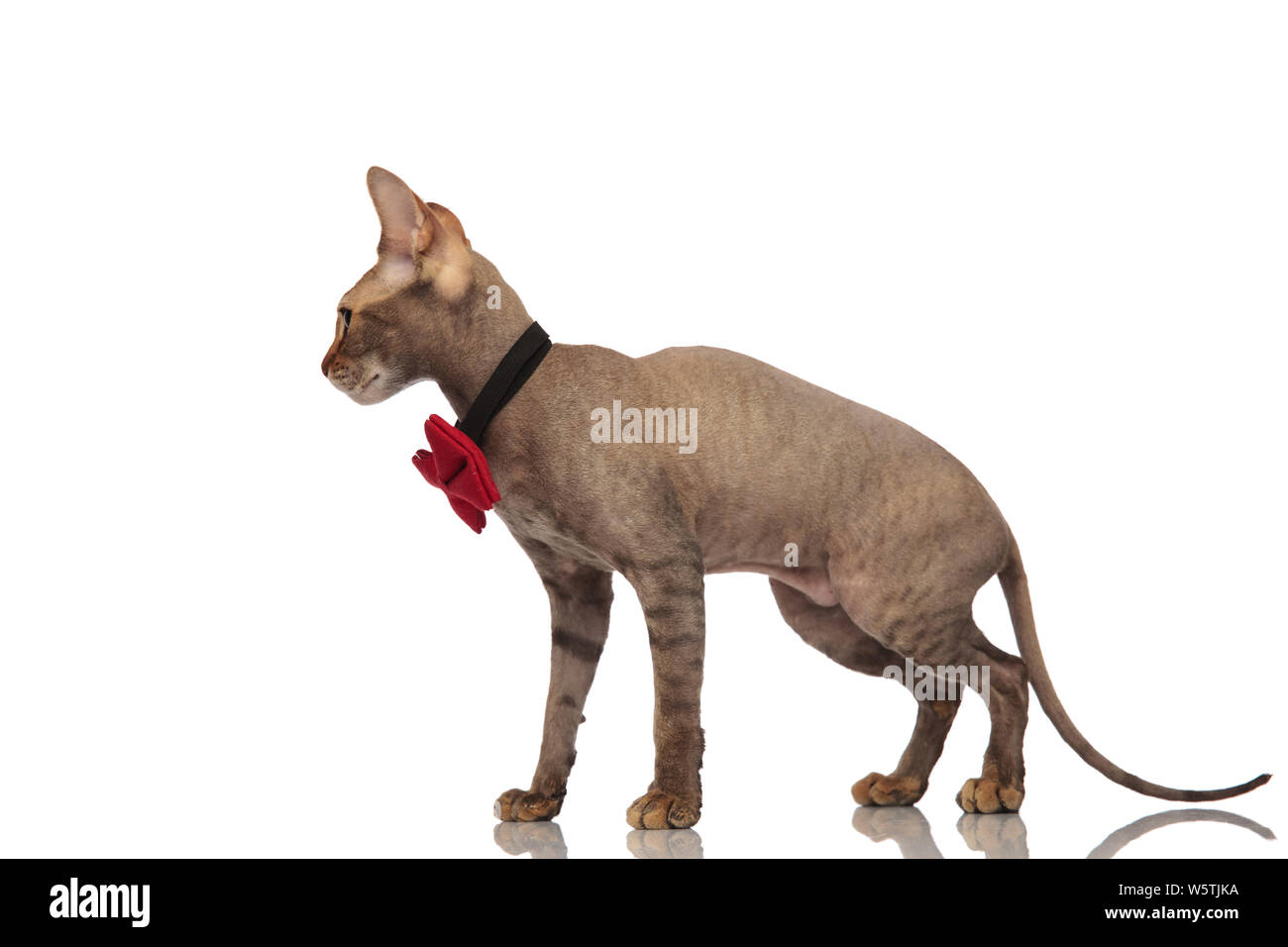 side view of gentleman grey cat standing on white background and ...