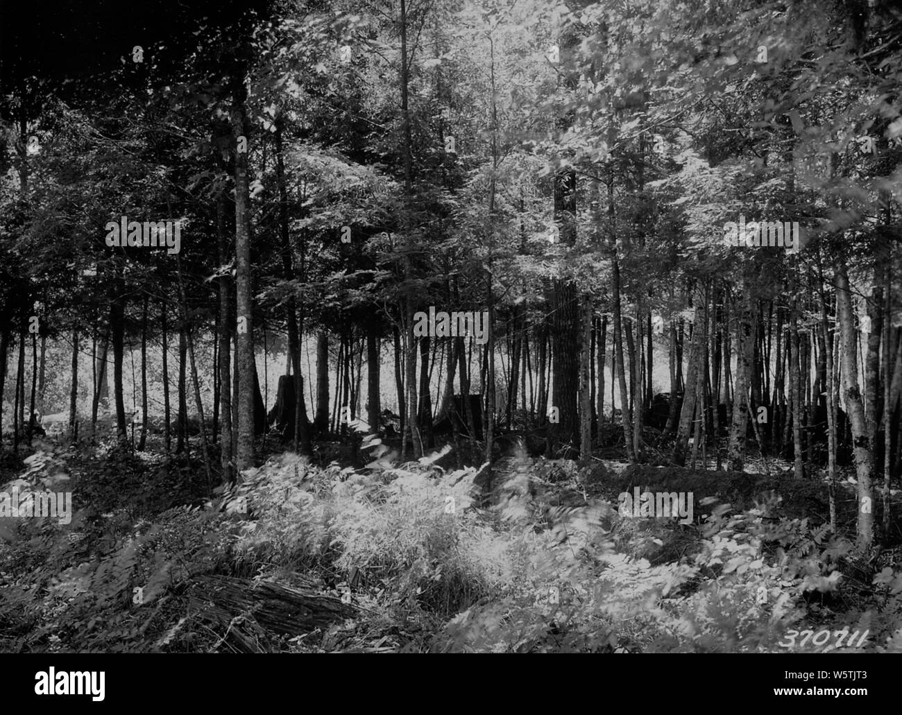 Photograph of Extreme Browse Line; Scope and content: Original caption ...