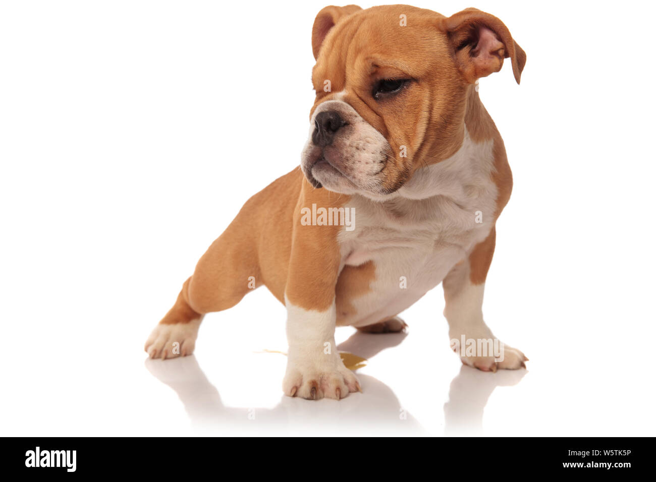 english bulldog pup stretches and looks to side while standing on white ...