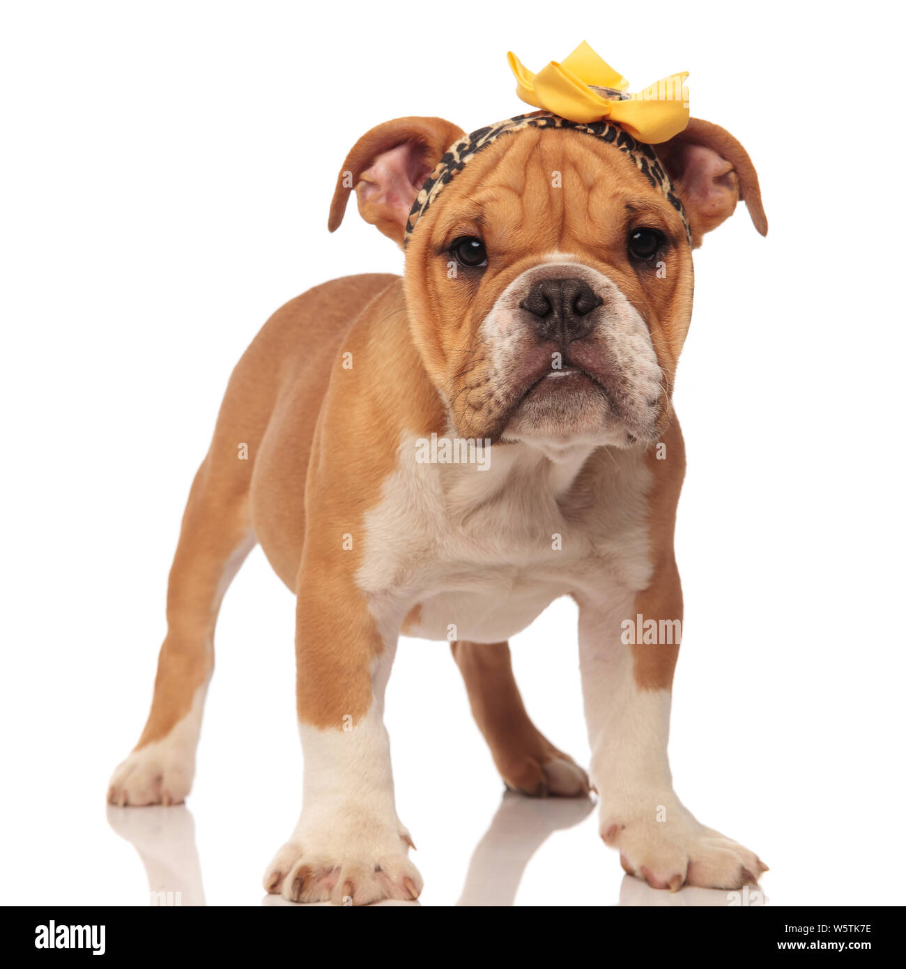 funny english bulldog pup wearing leopard print headband with a yellow ...