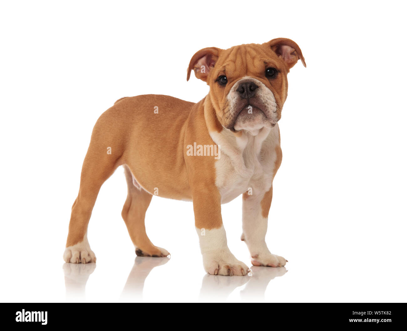 English bulldog standing side view hi-res stock photography and images ...