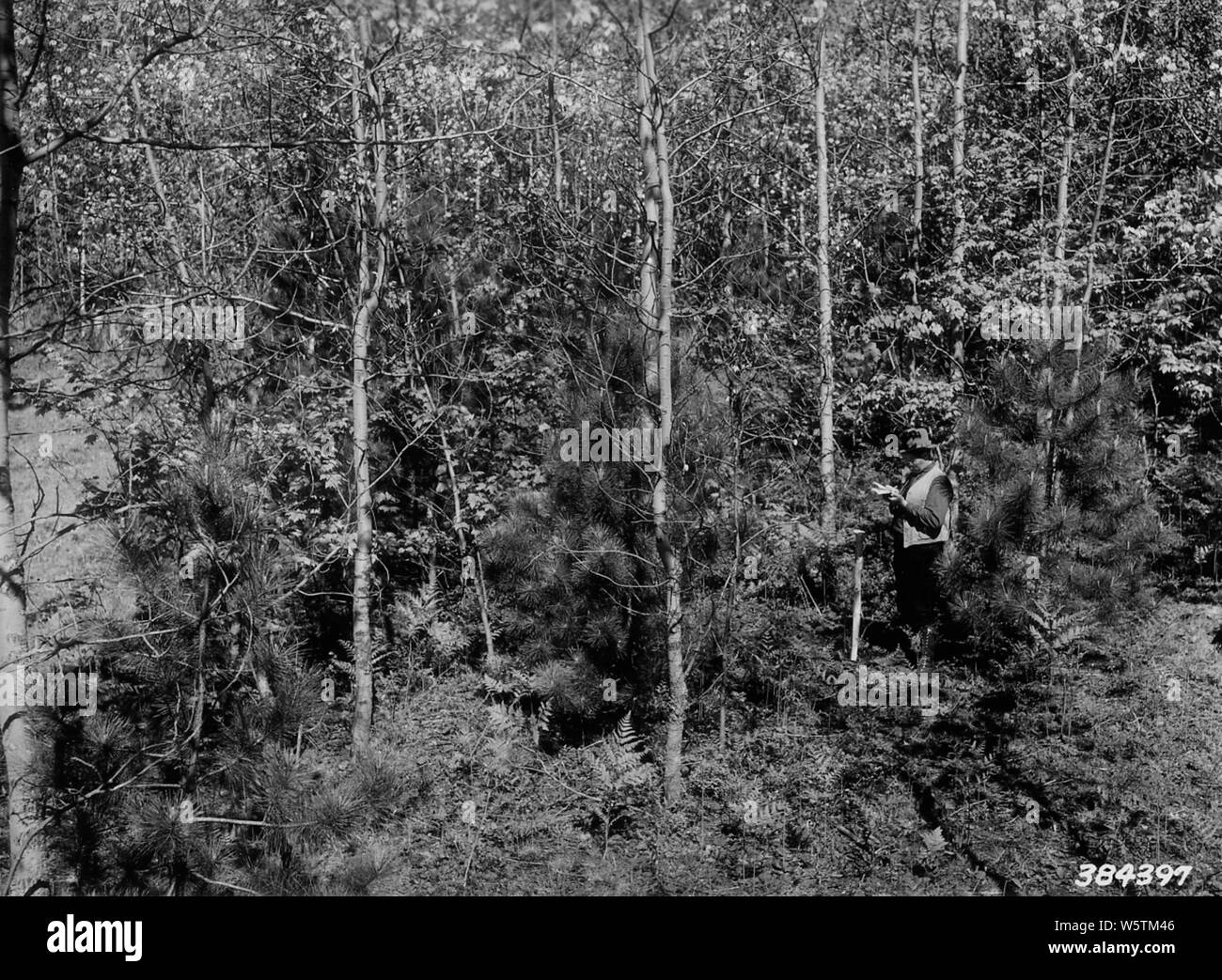 Photograph of Forest Officer Roger White; Scope and content: Original ...