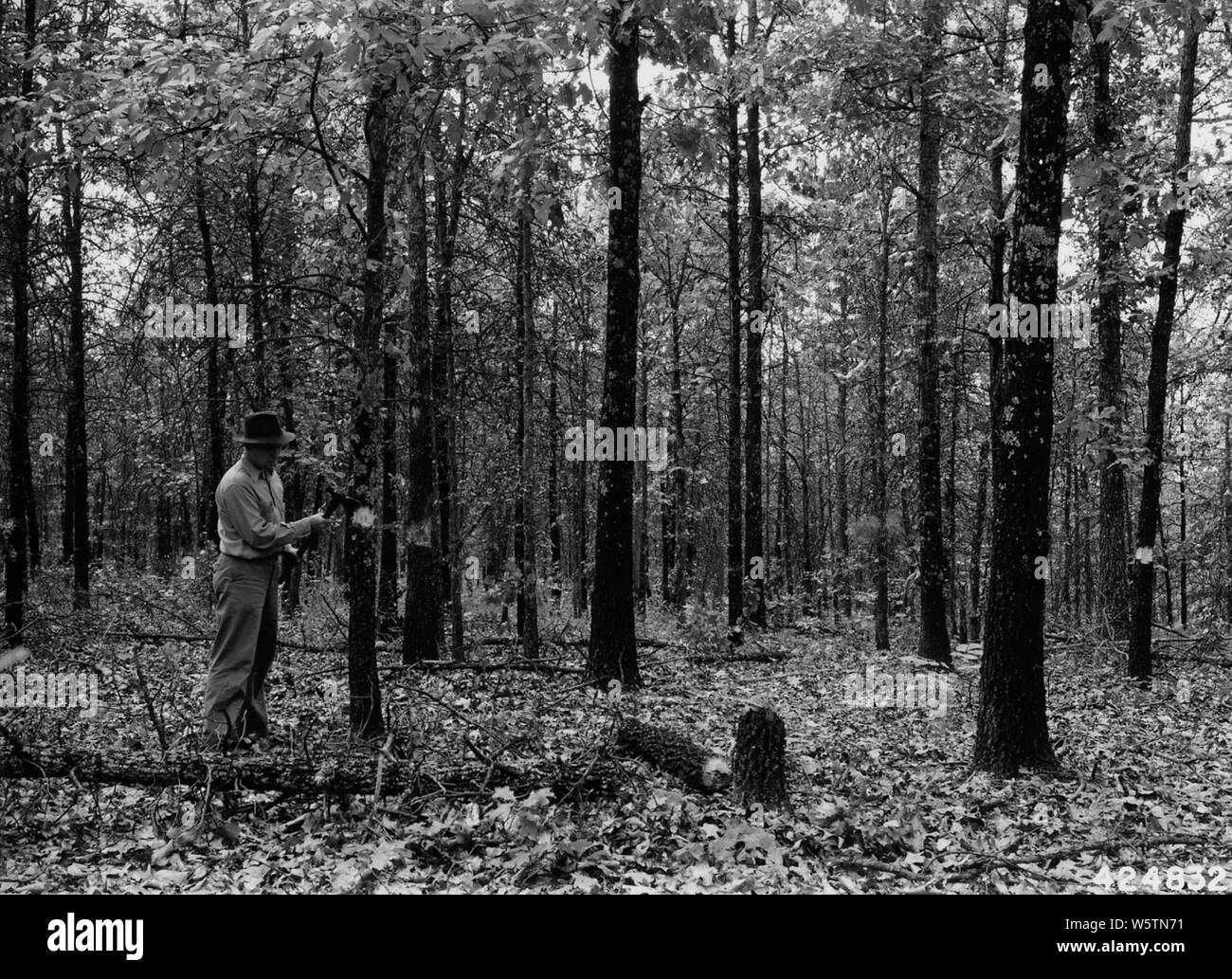 Photograph of Girdling Weed Trees; Scope and content: Original caption ...