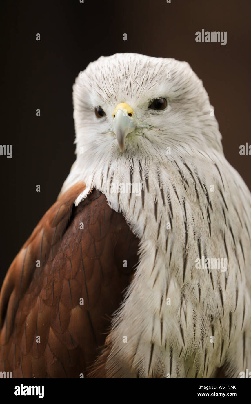 Brahminy Kite (Haliastur indus), face profile Stock Photo - Alamy
