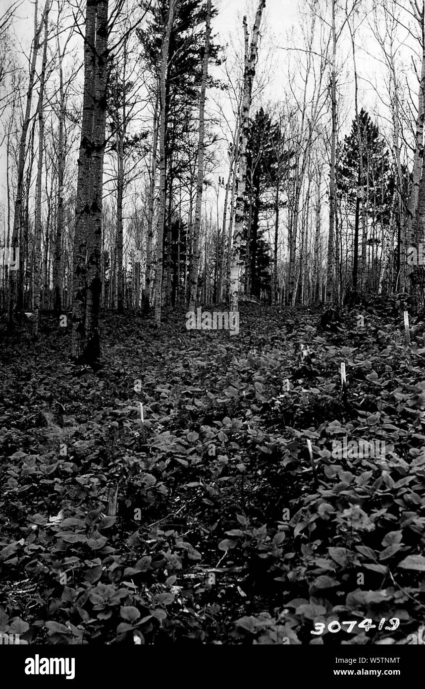 Forest overstory hi-res stock photography and images - Alamy