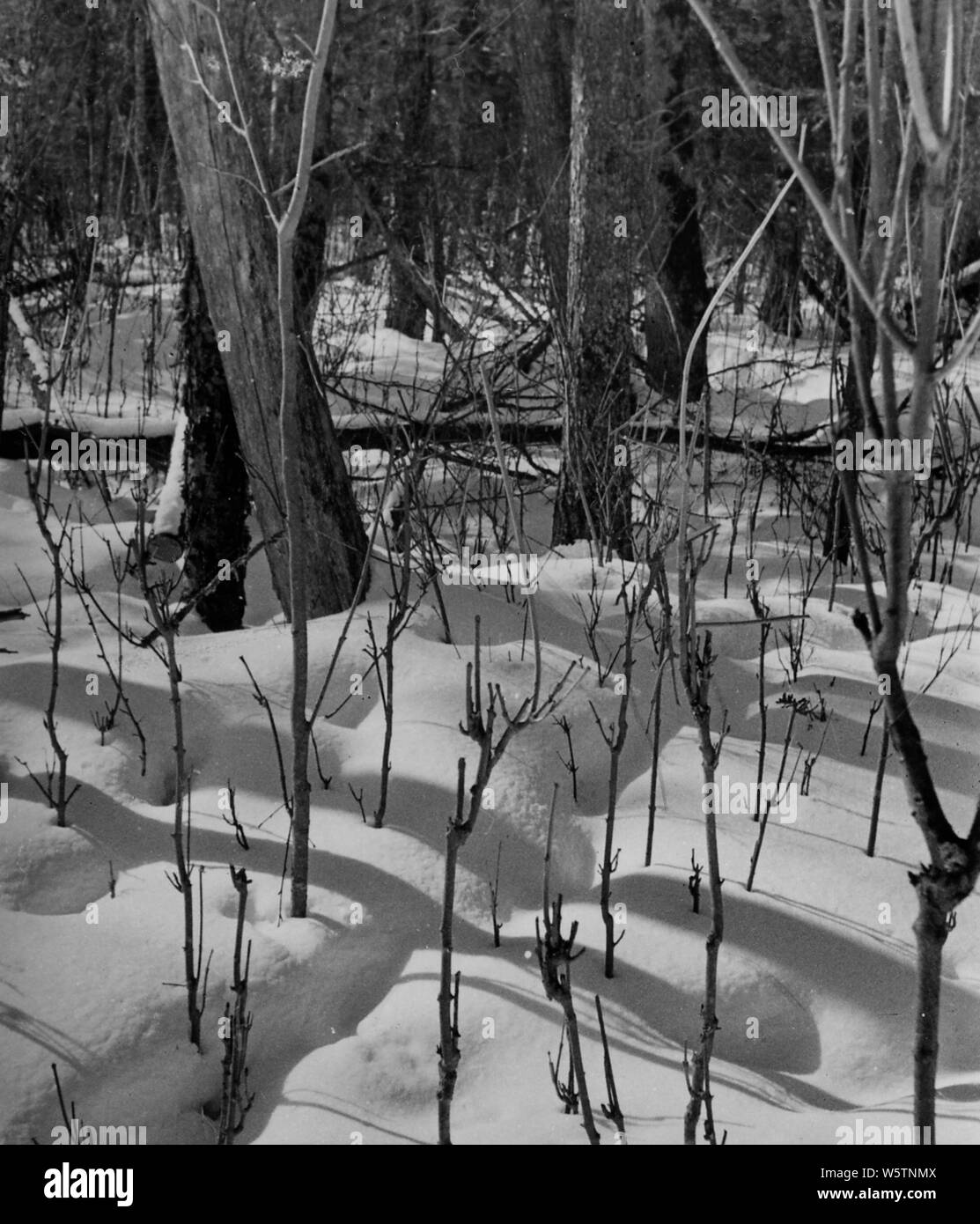 Photograph of Heavily Browsed Black Ash; Scope and content: Original ...