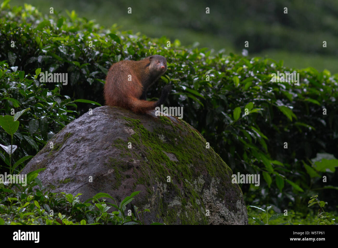 Valparai tea estate hi-res stock photography and images - Alamy