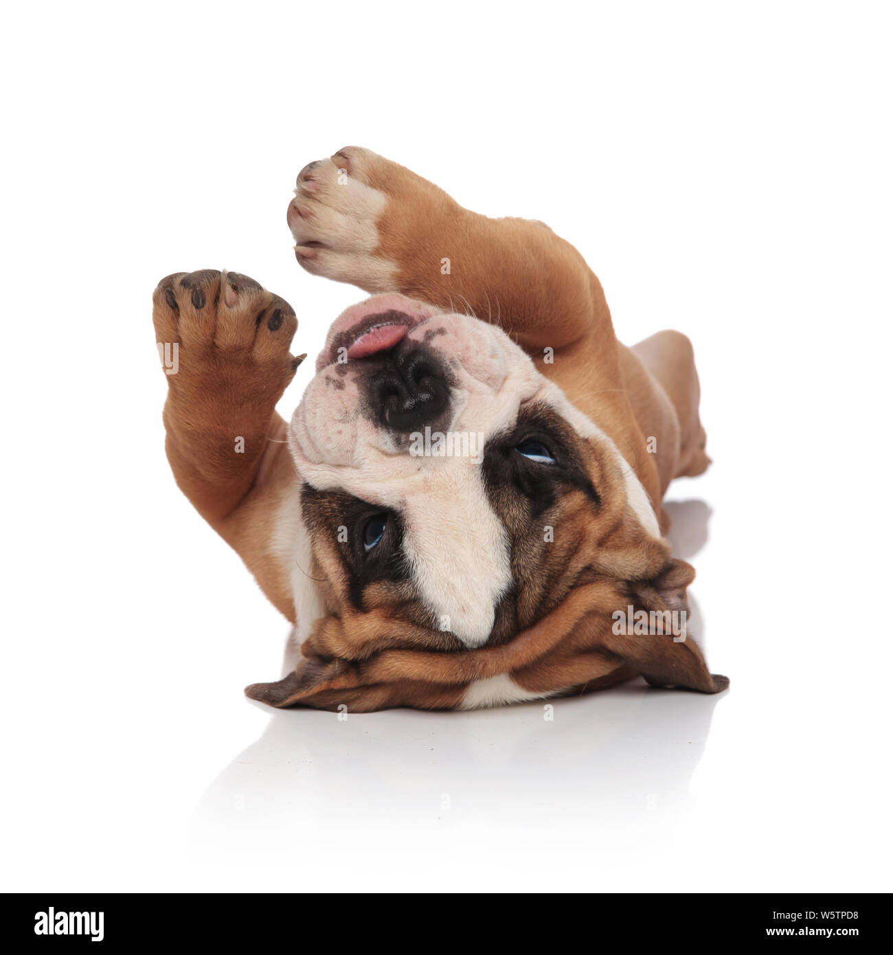 adorable english bulldog lying on back and playing on white background ...