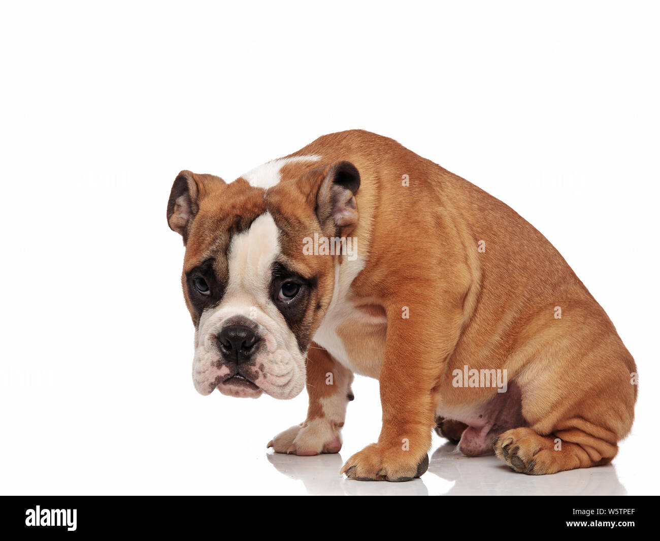 sad english bulldog sitting on white background with head down Stock ...