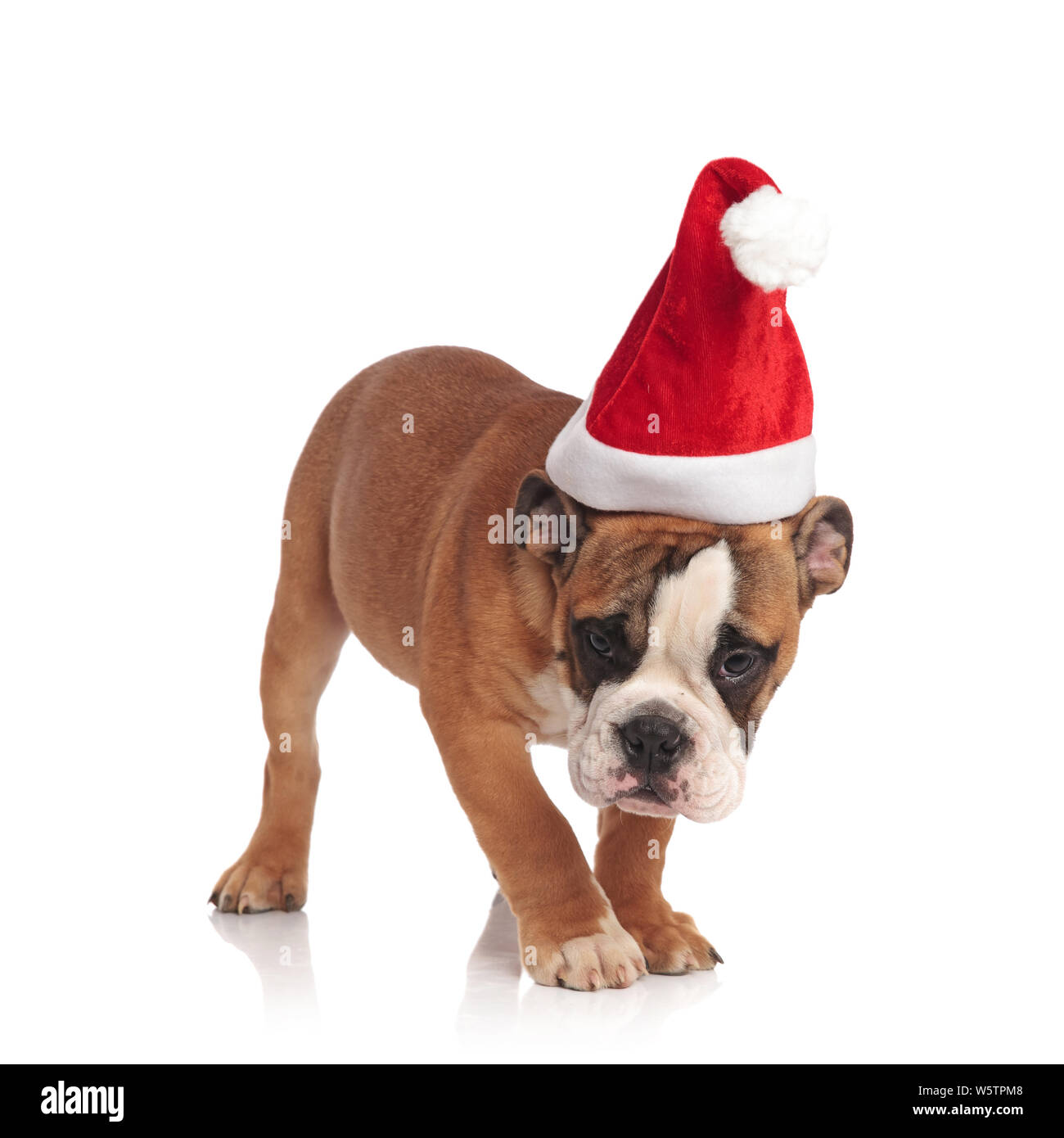 cute santa english bulldog picks up a scent while standing on white ...