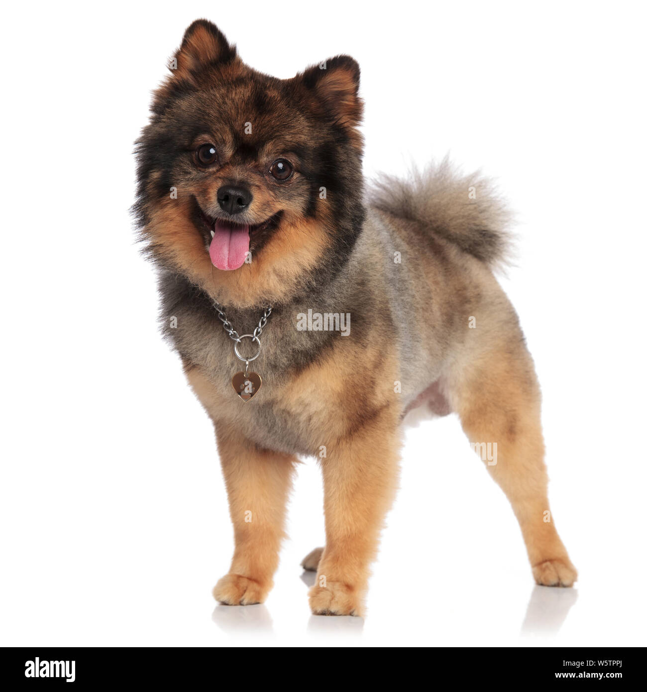adorable pomeranian with necklace standing on white background and ...
