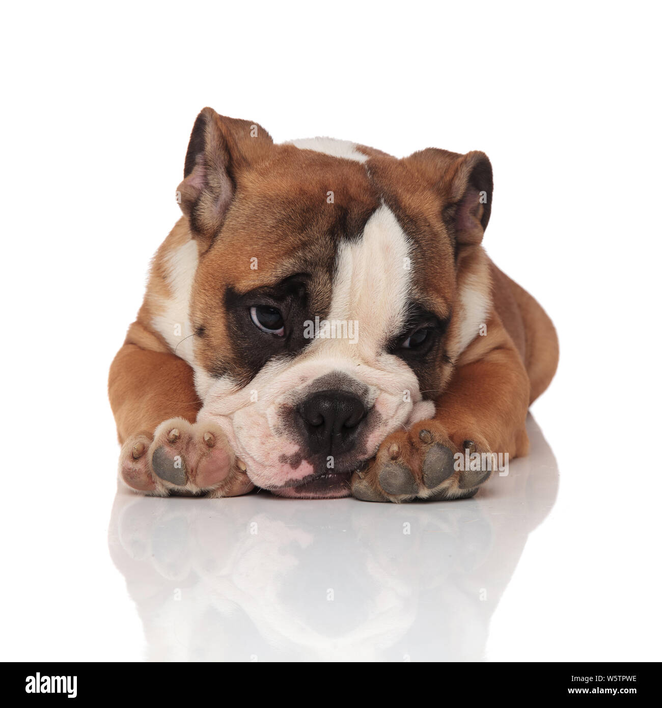 adorable tired english bulldog lying on white background with head on ...