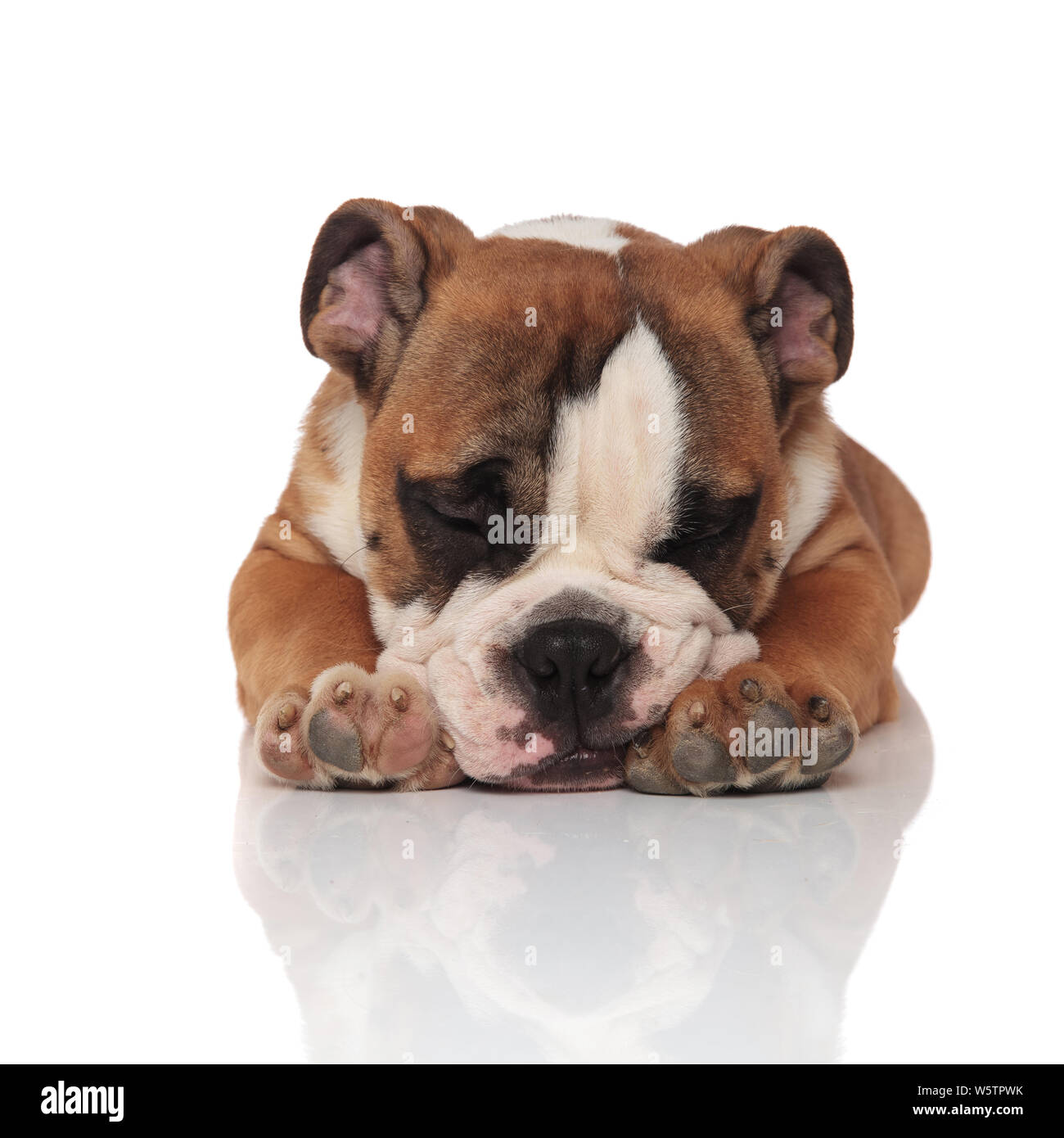 tired english bulldog sleeping while lying on its belly on white ...