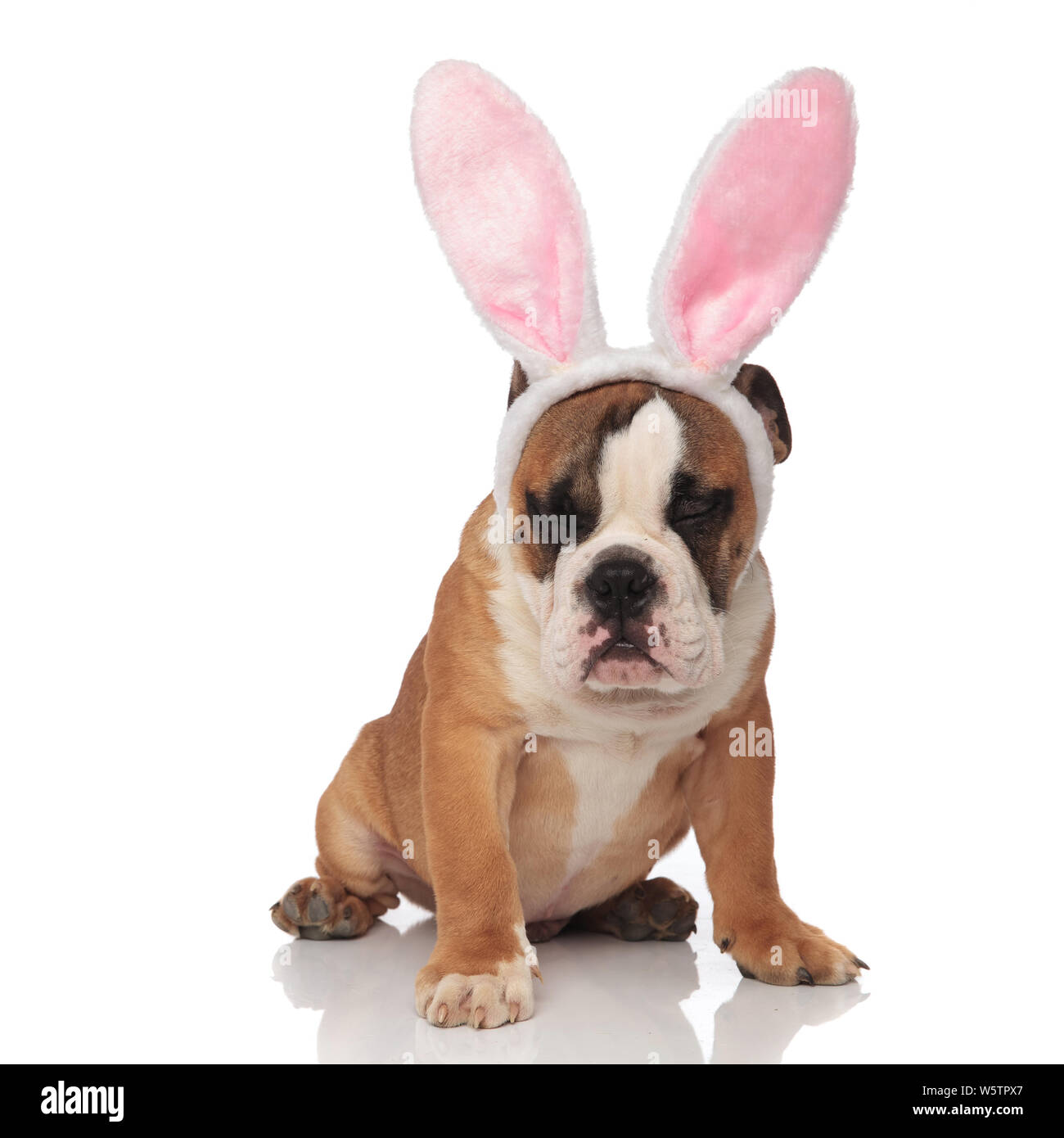 funny english bulldog with pink rabbit ears and eyes closed sitting on ...
