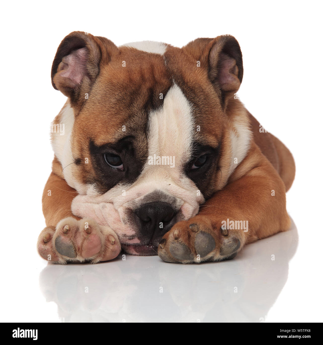 lying brown english bulldog loking sad and depressed with its head ...