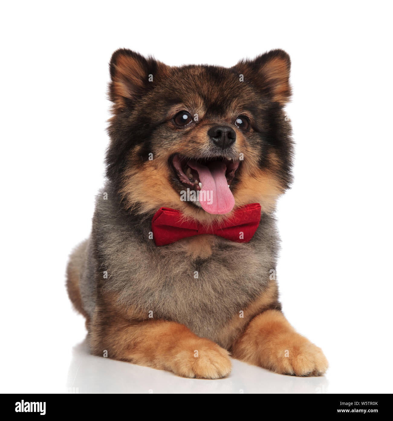 genteman pomeranian lies on white background while panting and looking ...