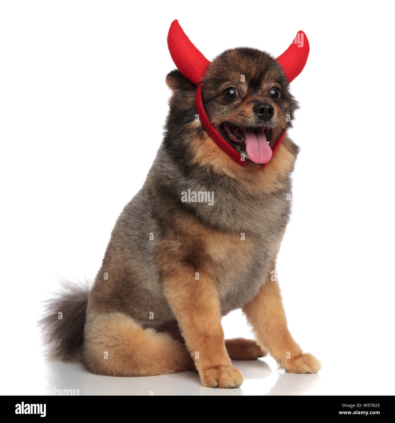 excited brown pomeranian dressed as devil for halloween is sitting on ...