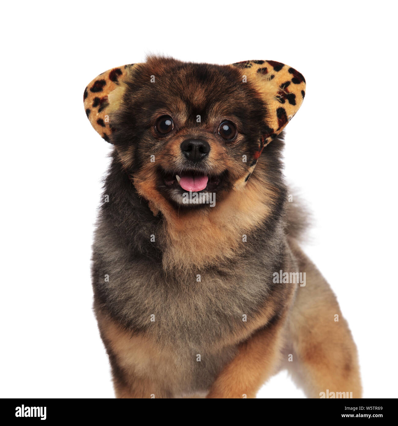 Exposed ears hi-res stock photography and images - Alamy