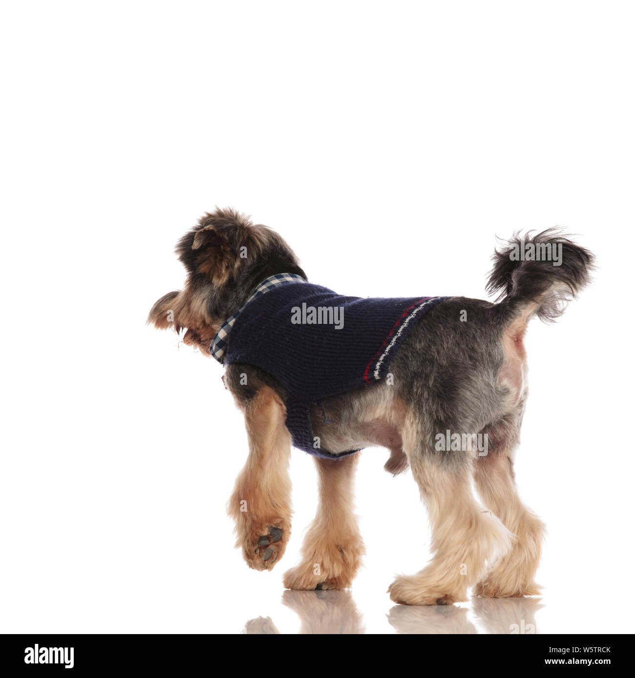 side view of elegant yorkshire with costume walking to side on white ...