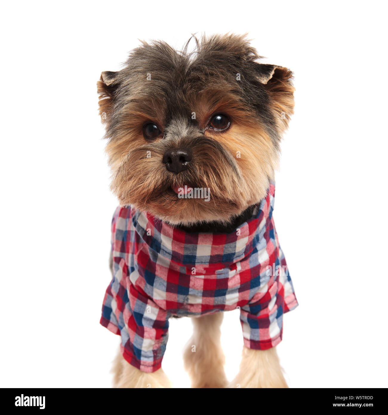 stylish toy yorkie wearing colored costume standing on white background ...
